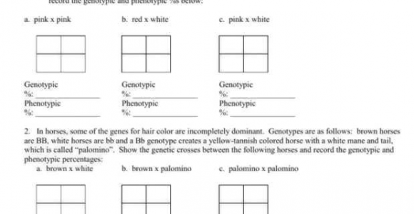 Mendelian Genetics Worksheet Answers Pdf | Free Worksheets Samples