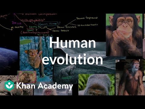 Human Evolution Worksheets For Middle School