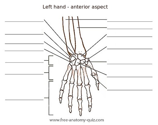 Bones Of The Hand Worksheets