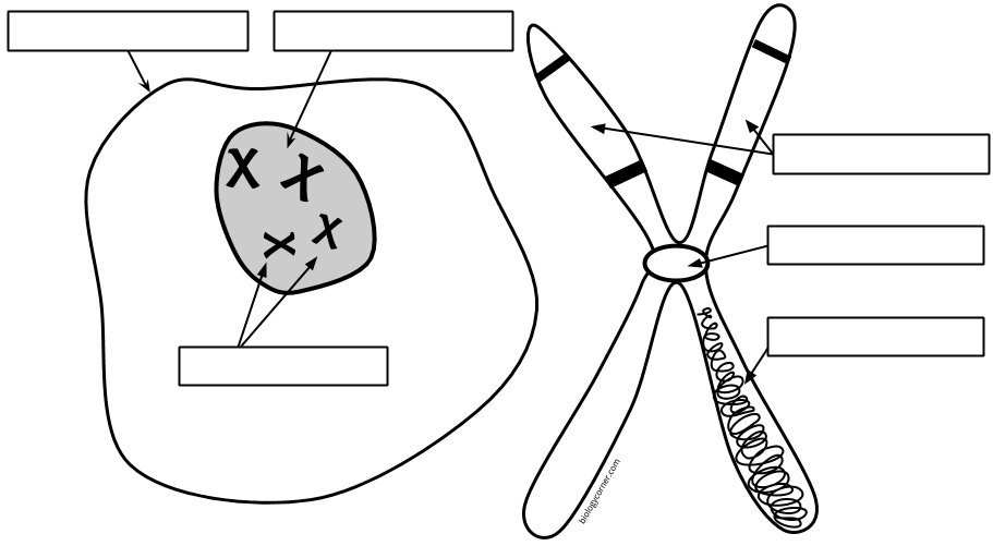 Chromosome Structure (labeling) | Free Worksheets Samples Chromosome Structure (labeling) | Free Worksheets Samples