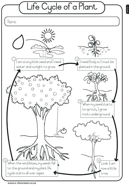 Plant Worksheets 3rd Grade