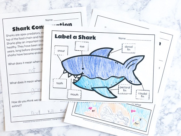 3 Free Printable Shark Worksheets To Teach Kids | Free Worksheets Samples