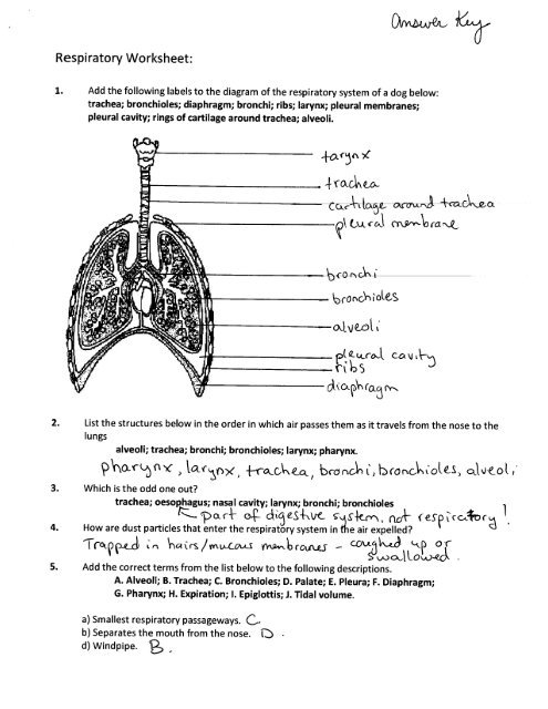 Respiratory System Worksheet Answers | Free Worksheets Samples